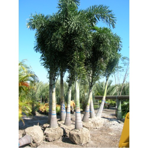Foxtail Palm Trees 25 Gallon